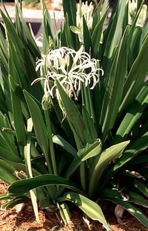 Crinum (Cape Lily, Crinum Lily, Spider Lily, Swamp Lily) | North ...