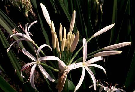 Crinum (Cape Lily, Crinum Lily, Spider Lily, Swamp Lily) | North ...