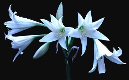 Crinum (Cape Lily, Crinum Lily, Spider Lily, Swamp Lily) | North ...