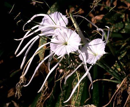 Crinum (Cape Lily, Crinum Lily, Spider Lily, Swamp Lily) | North ...