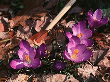 Crocus (Dutch Crocus, Dutch Crows, Species Crocuses) | North Carolina ...