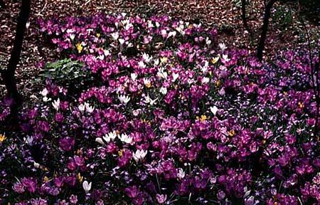 Crocus (Dutch Crocus, Dutch Crows, Species Crocuses) | North Carolina ...