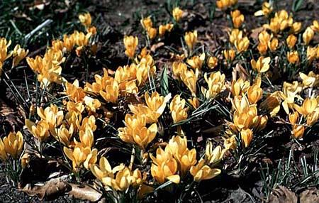Crocus (Dutch Crocus, Dutch Crows, Species Crocuses) | North Carolina ...