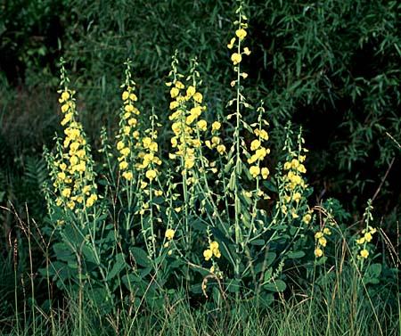 Crotalaria (Crotolaria, Rattlebox, Rattleweed) | North Carolina ...