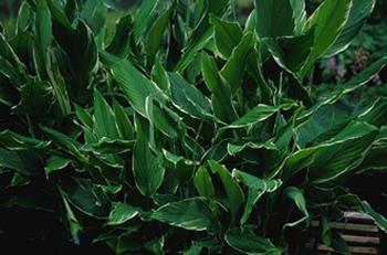 Curcuma (Hidden Ginger, Queen Lily, Turmeric) | North Carolina ...