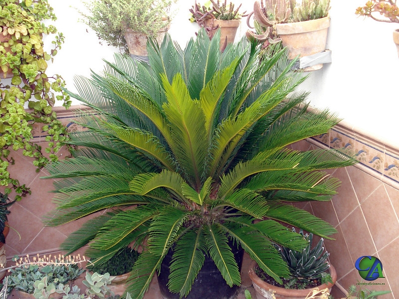 Cycas | North Carolina Extension Gardener Plant Toolbox
