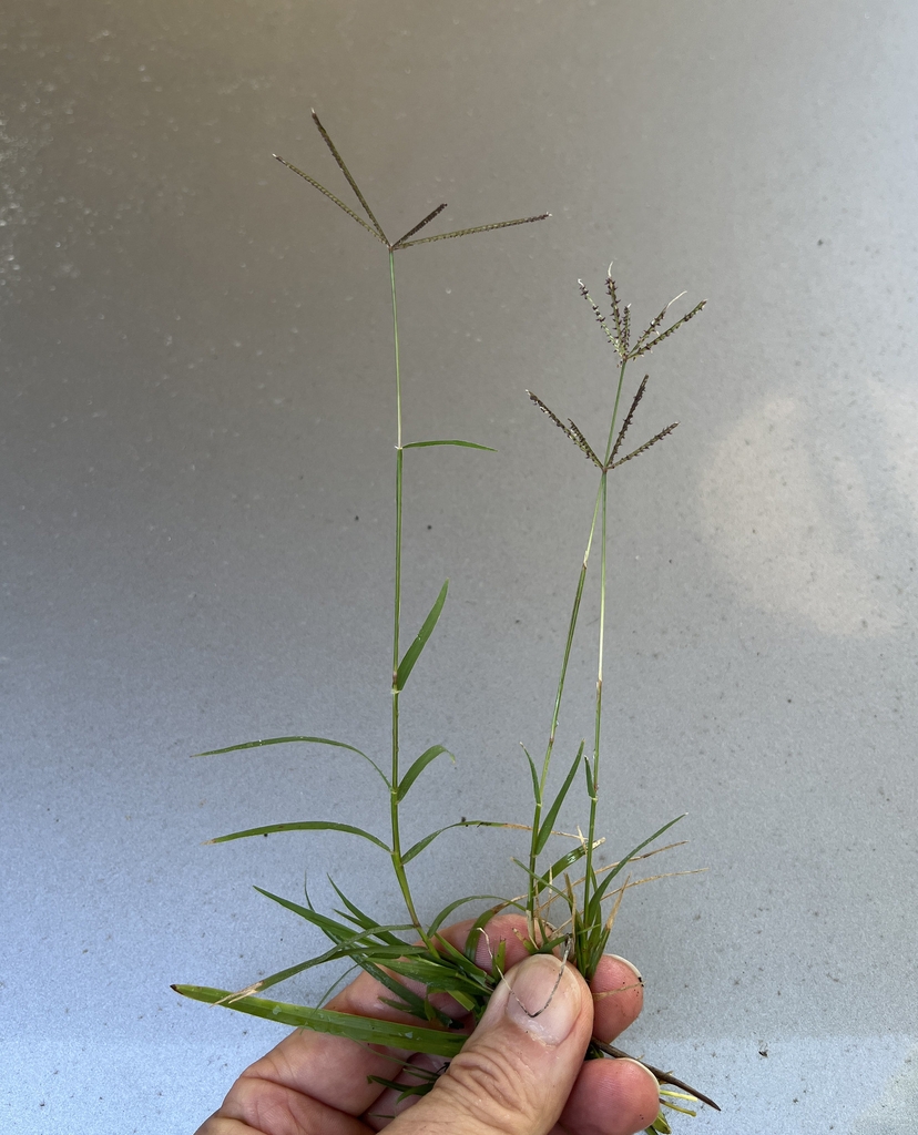 Cynodon (Bermudagrass, Bermuda Grass, Hybrid Bermudagrass) | North ...