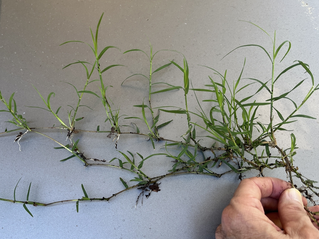 Bermudagrass (Cynodon) Care Guide