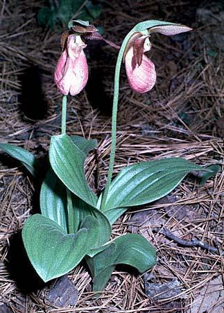 Cypripedium (Lady Slipper Orchid) | North Carolina Extension Gardener ...