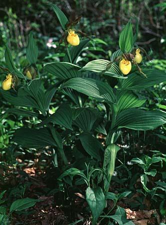 Cypripedium (Lady Slipper Orchid) | North Carolina Extension Gardener ...