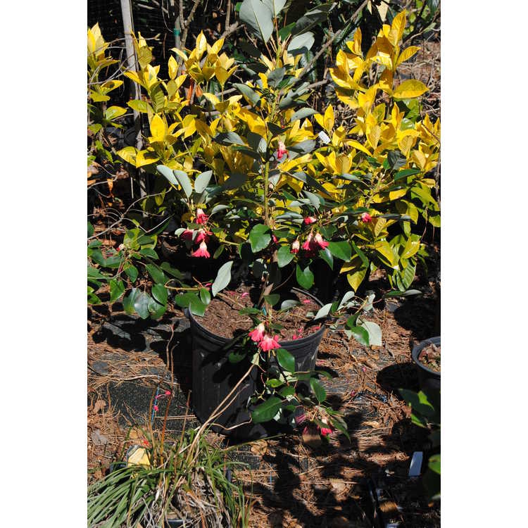 Rhodoleia henryi (Evergreen Rose Hazel) | North Carolina Extension ...