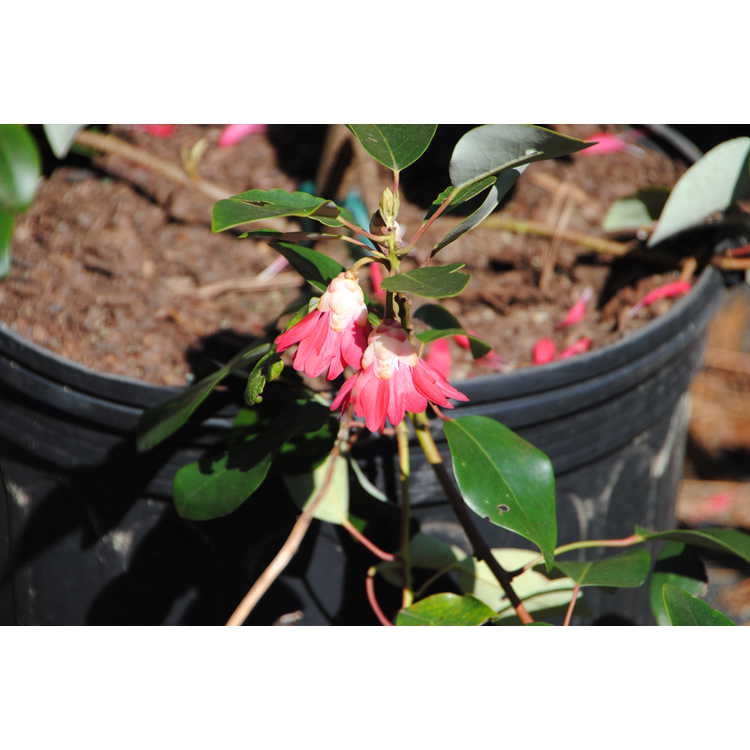 Rhodoleia henryi (Evergreen Rose Hazel) | North Carolina Extension ...