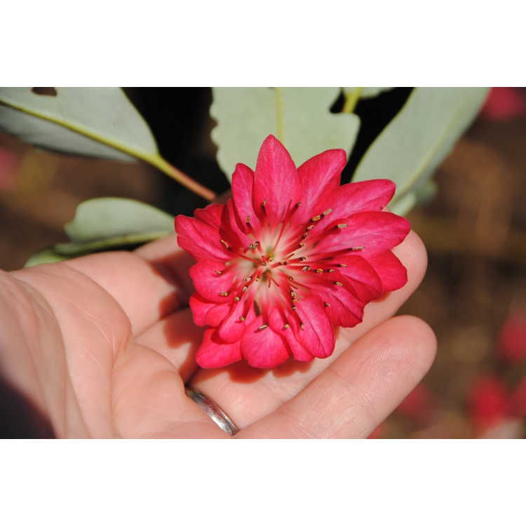 Rhodoleia henryi (Evergreen Rose Hazel) | North Carolina Extension ...