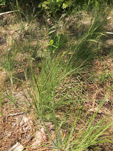 Danthonia sericea (Downy Oatgrass, Silky Oatgrass) | North Carolina ...