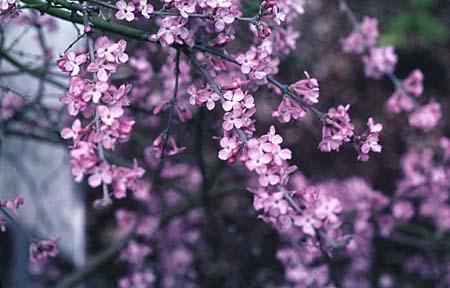 Daphne genkwa (Lilac Daphne) | North Carolina Extension Gardener Plant ...