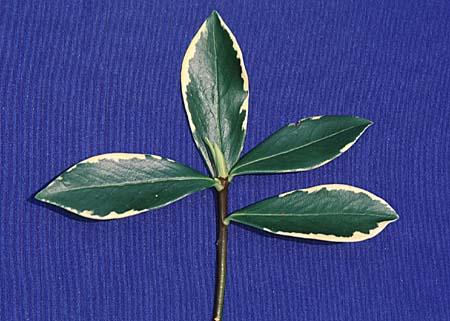 Daphne odora (Fragrant Daphne, Winter Daphne) | North Carolina ...