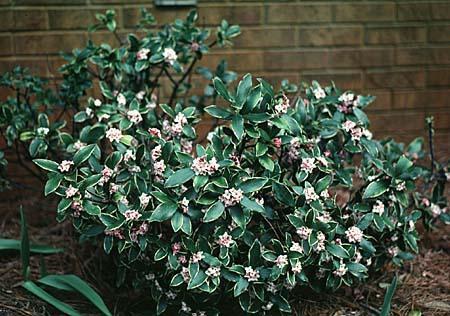 Daphne odora (Fragrant Daphne, Winter Daphne) | North Carolina ...