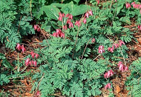 Dicentra eximia (Fringed Bleeding Heart) | North Carolina Extension Gardener Plant Toolbox