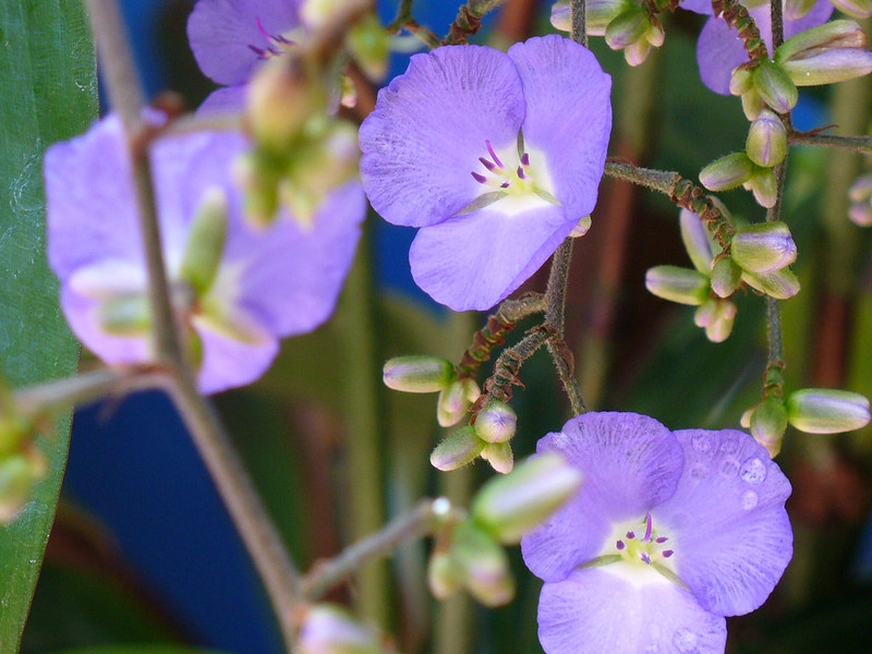 Dichorisandra penduliflora (Weeping Blue Ginger) | North Carolina ...