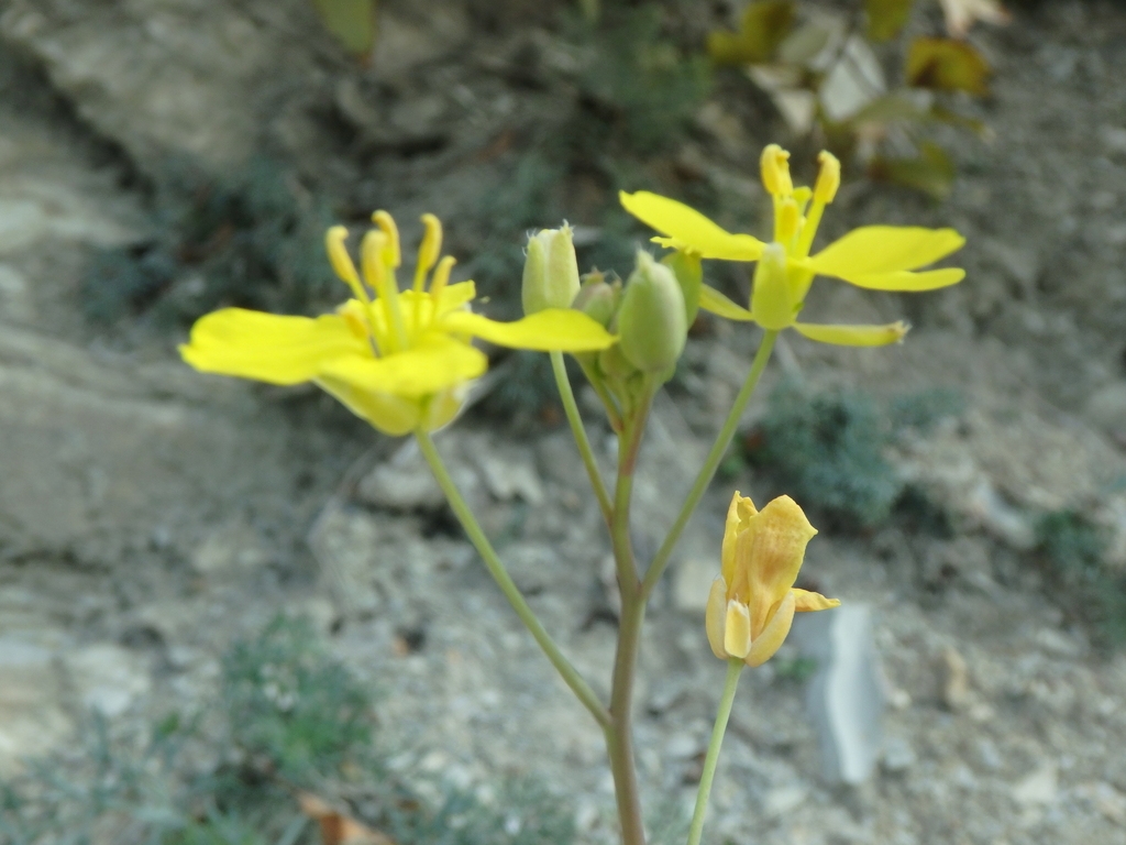 Diplotaxis tenuifolia (Perennial Wallrocket, Roquette Arugula, Wild ...