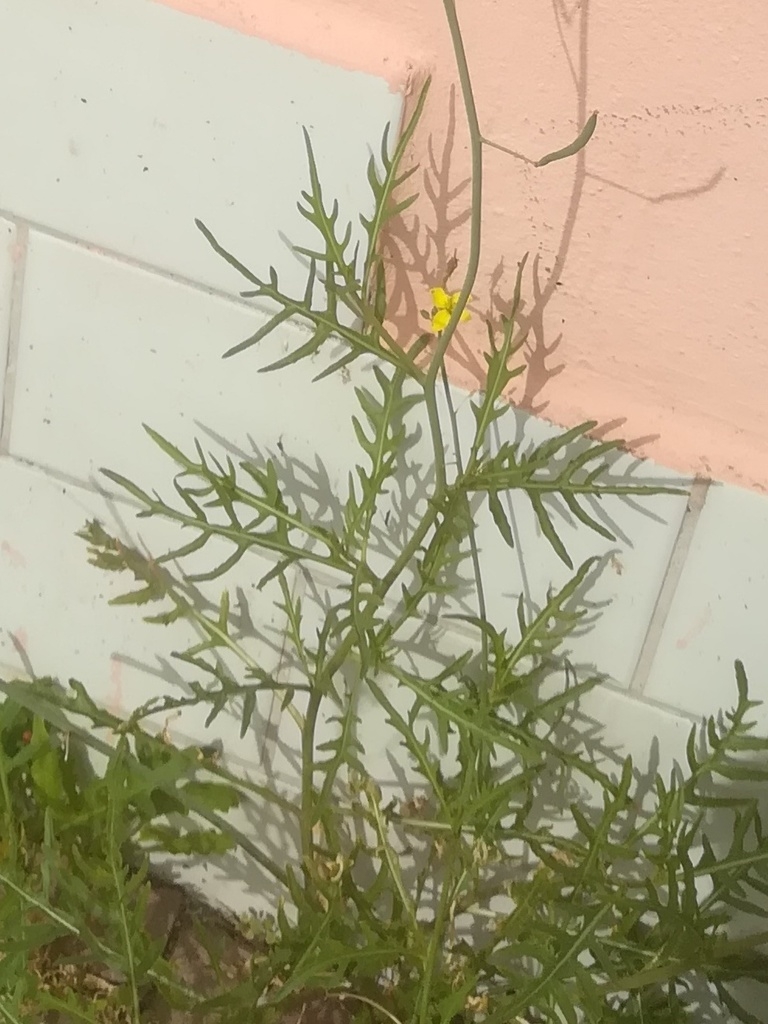 Diplotaxis tenuifolia (Perennial Wallrocket, Roquette Arugula, Wild ...