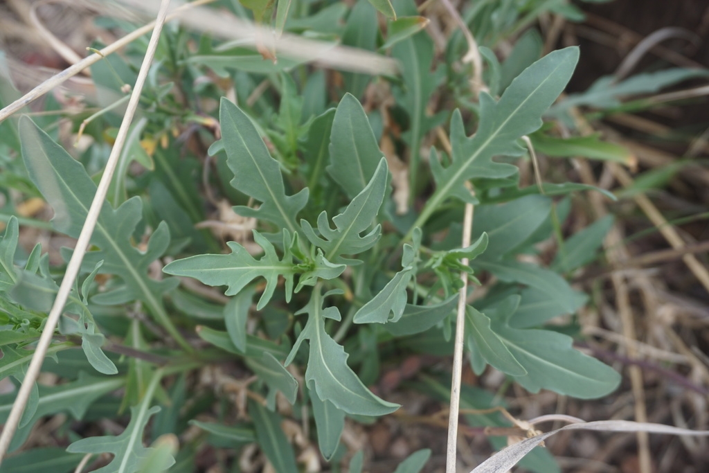 Diplotaxis tenuifolia (Perennial Wallrocket, Roquette Arugula, Wild ...