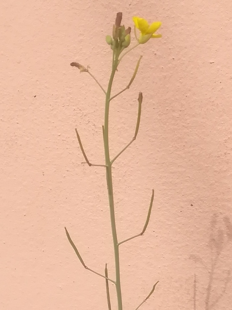 Diplotaxis tenuifolia (Perennial Wallrocket, Roquette Arugula, Wild ...