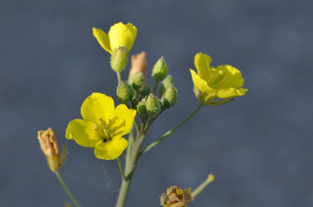 Diplotaxis tenuifolia (Perennial Wallrocket, Roquette Arugula, Wild ...