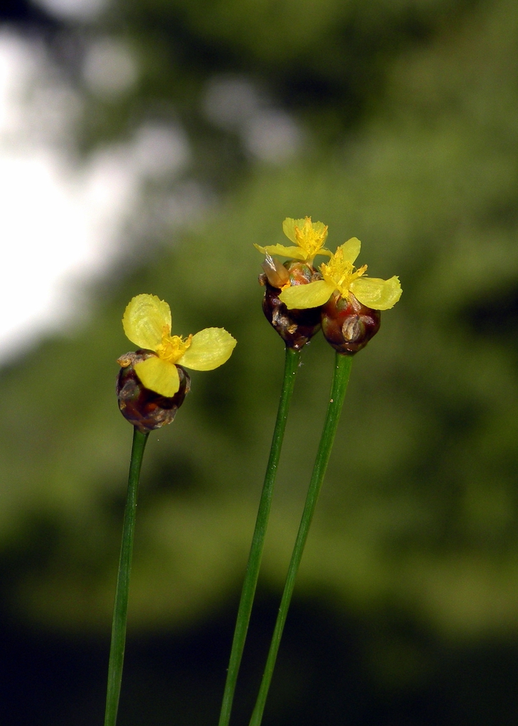 Xyris torta (Slender Yelloweyed Grass, Yellow-eyed Grass) | North ...