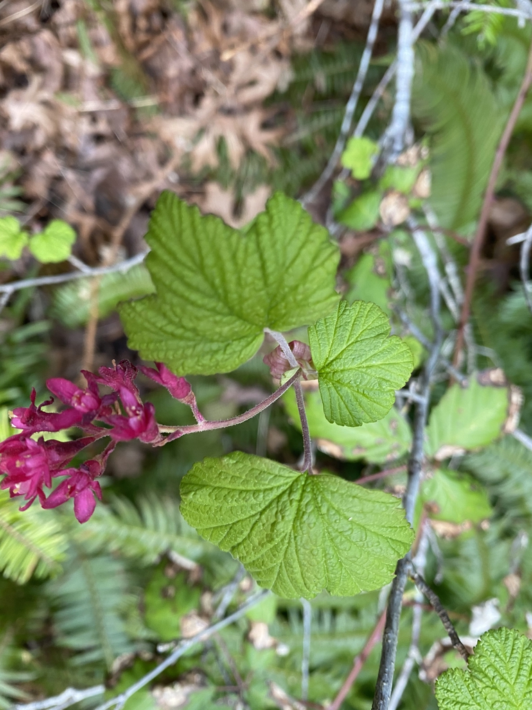 Salmonberry - Rubus spectabilis | North Carolina Extension Gardener ...