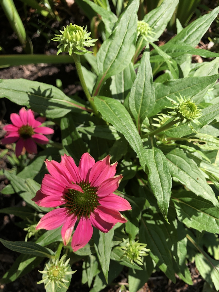 Echinacea purpurea (Coneflower, Eastern Purple Coneflower, Purple ...