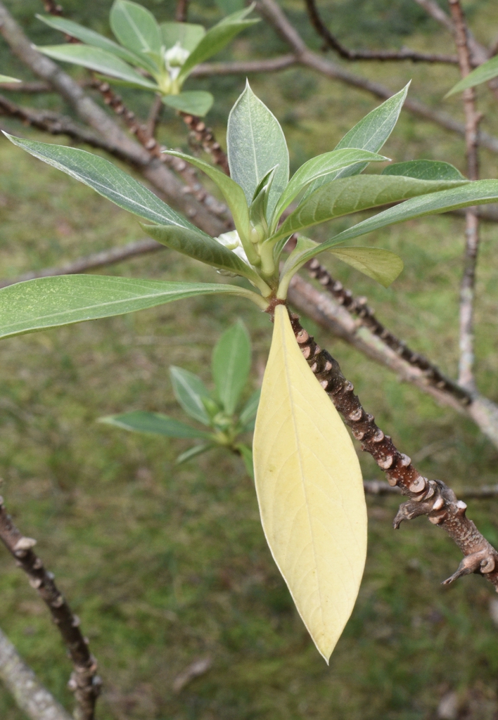 Edgeworthia chrysantha (Oriental Paper Bush, Paperbush, Paperbush Plant ...