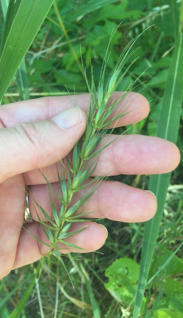 Elymus canadensis (Canada Wild Rye, Great Plains Wild Rye, Nodding Wild ...