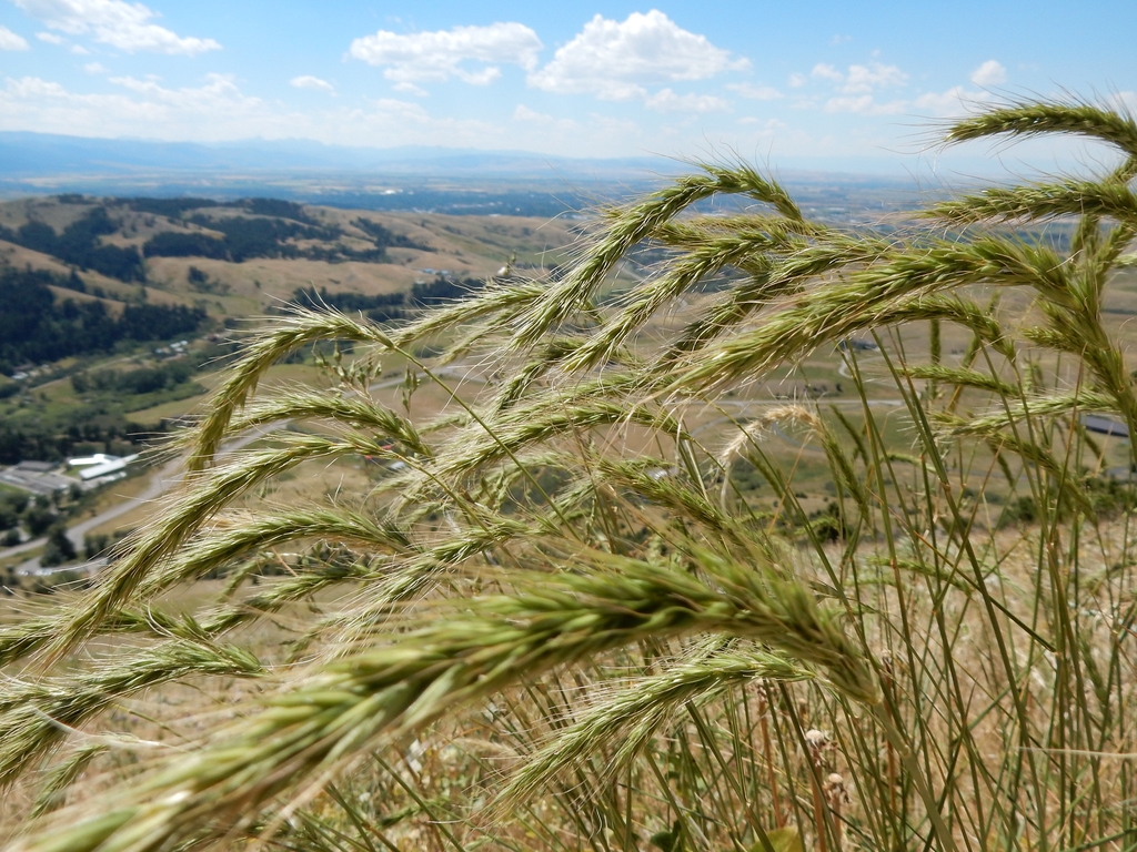Elymus canadensis (Canada Wild Rye, Great Plains Wild Rye, Nodding Wild ...