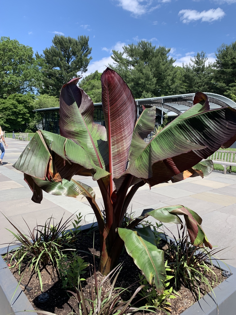 Wild Banana - Ensete ventricosum 'Maurelii' | North Carolina Extension ...