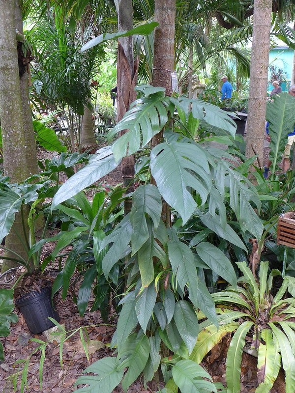 Epipremnum pinnatum (Cebu Blue, Centipede Tongavine, Dragon-Tail Plant ...
