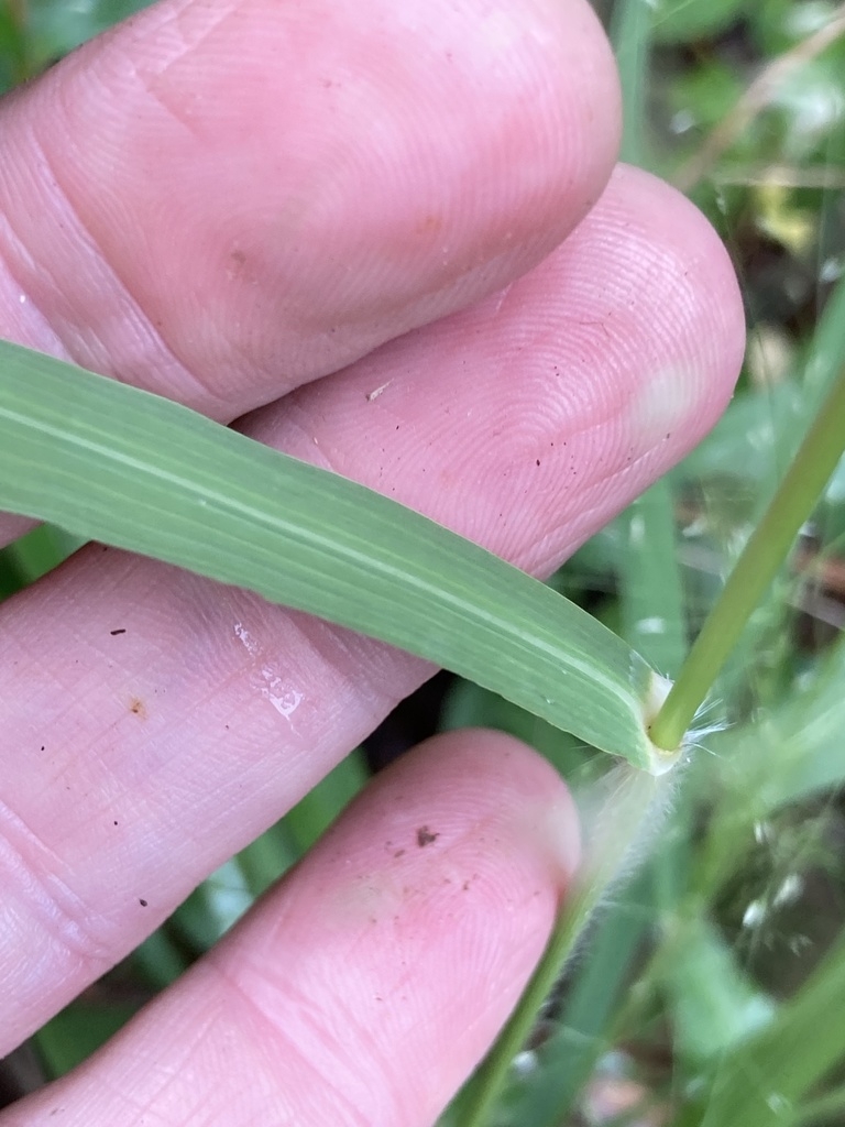 Eragrostis hirsuta (Bigtop Lovegrass, Bigtop Love Grass) | North ...
