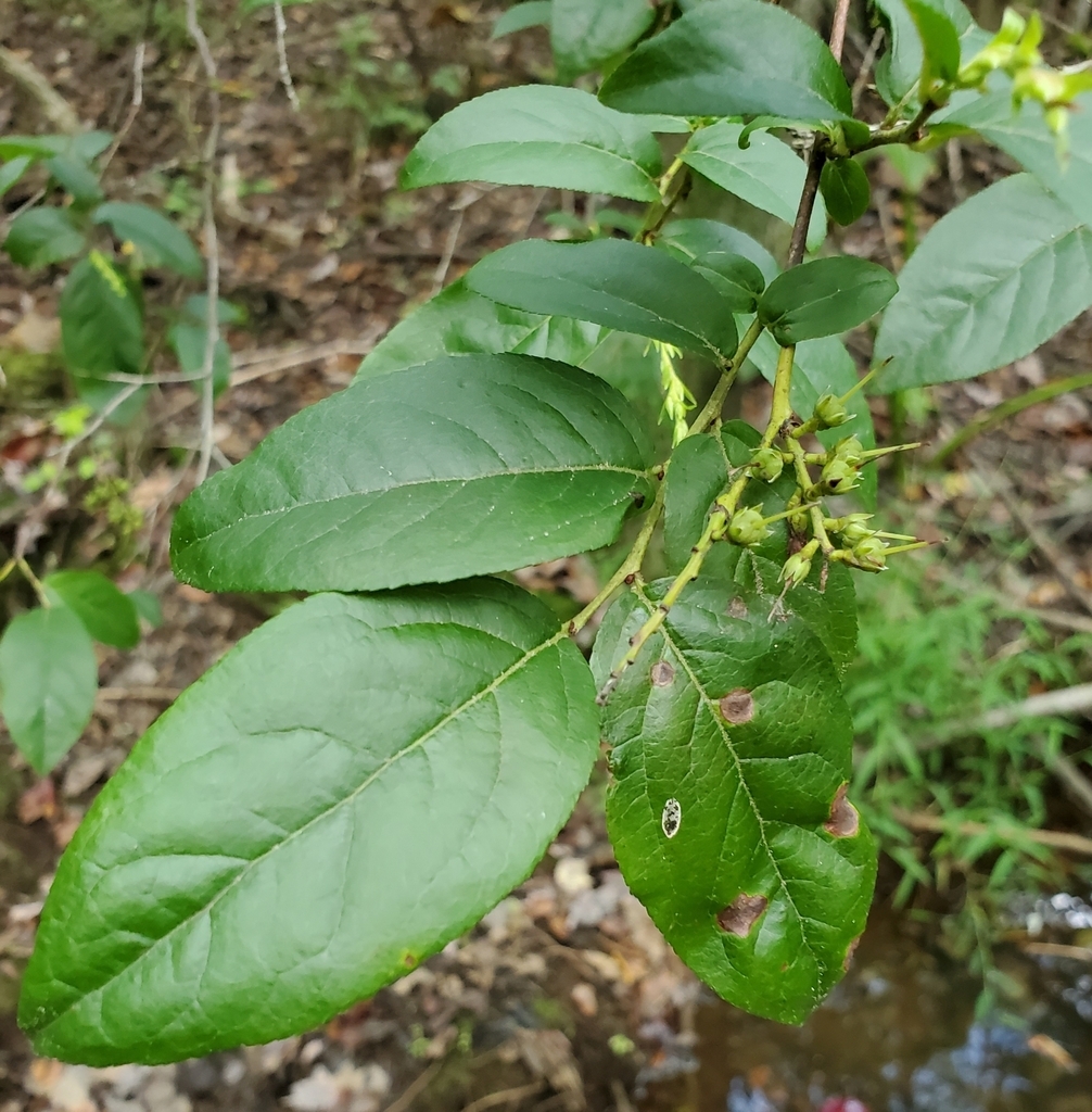 Eubotrys racemosa (Swamp Doghobble, Sweetbells Leucothoe) | North ...