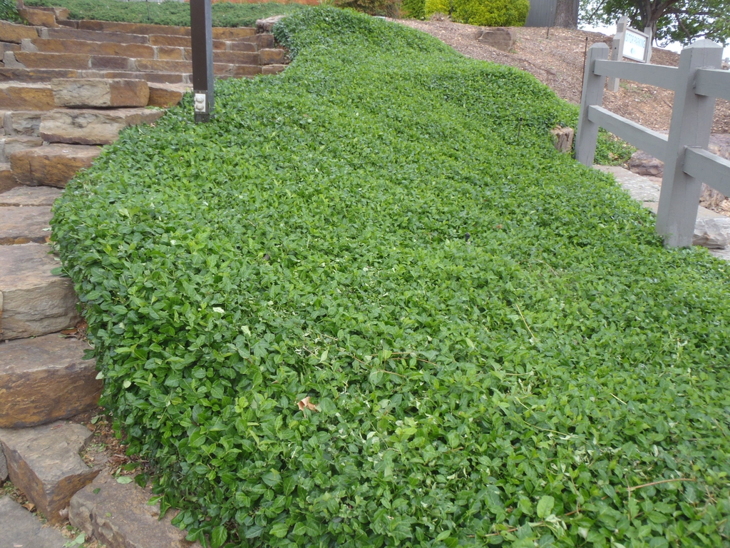Purpleleaf Wintercreeper Euonymus Fortunei Colorata North