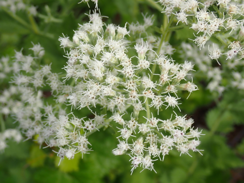 Eupatorium rotundifolium (Common Roundleaf Eupatorium, False horehound ...