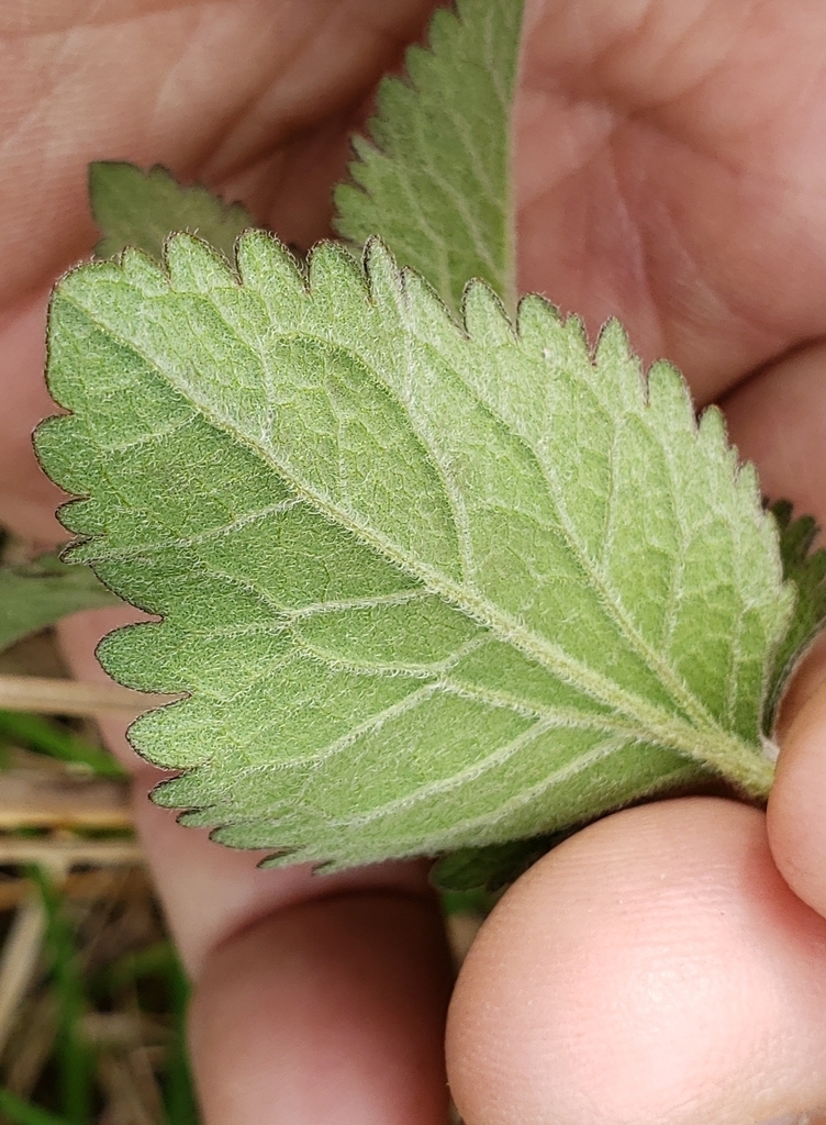 Eupatorium rotundifolium (Common Roundleaf Eupatorium, False horehound ...