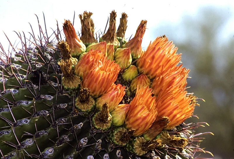 Ferocactus (Barrel Cactus) | North Carolina Extension Gardener Plant ...