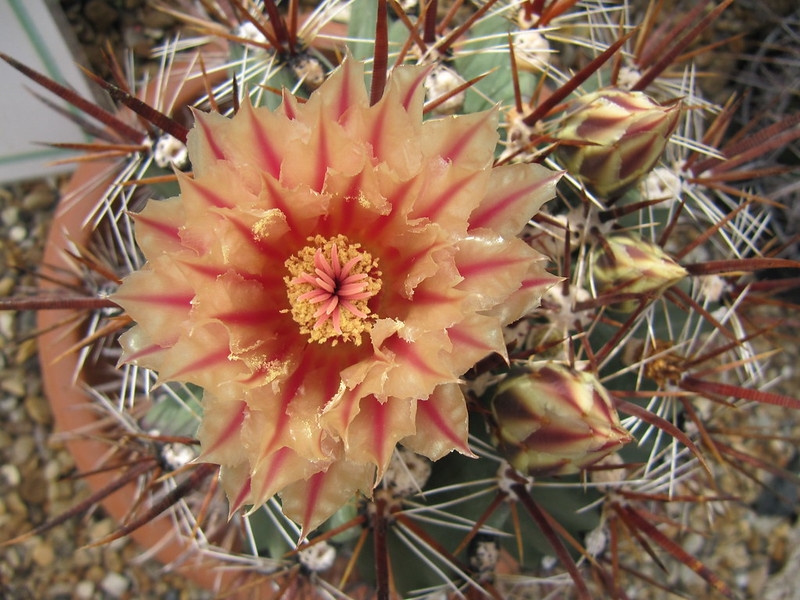 Ferocactus (Barrel Cactus) | North Carolina Extension Gardener Plant ...