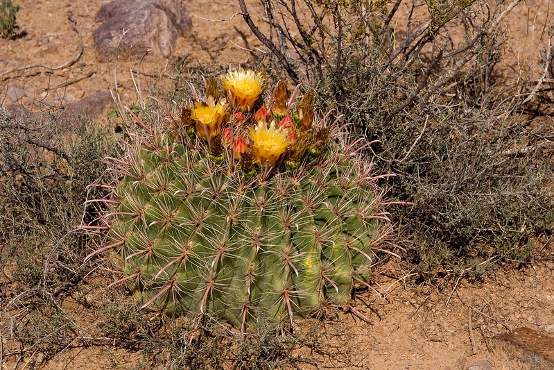 Ferocactus (Barrel Cactus) | North Carolina Extension Gardener Plant ...