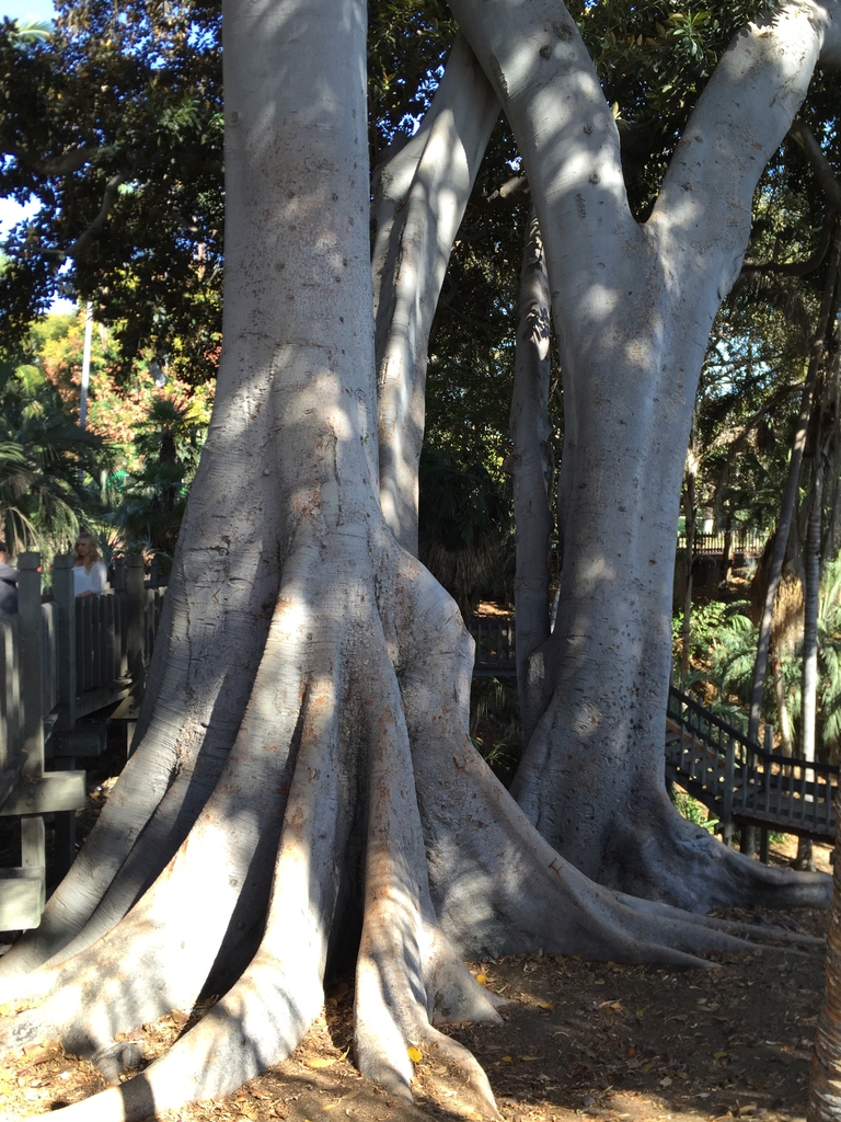 Ficus auriculata (Elephant ear fig tree, Roxburgh fig) | North Carolina ...