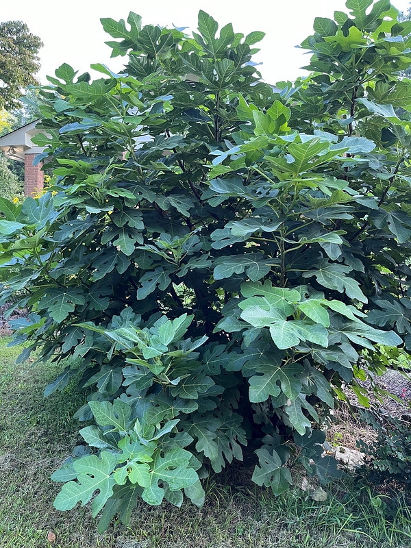Ficus carica 'Celeste' (Celeste Fig, Sugar Fig) | North Carolina ...