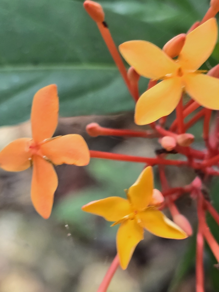 Ixora javanica (Javanese Ixora, Jungle Flame, Jungle Geranium, Red ...