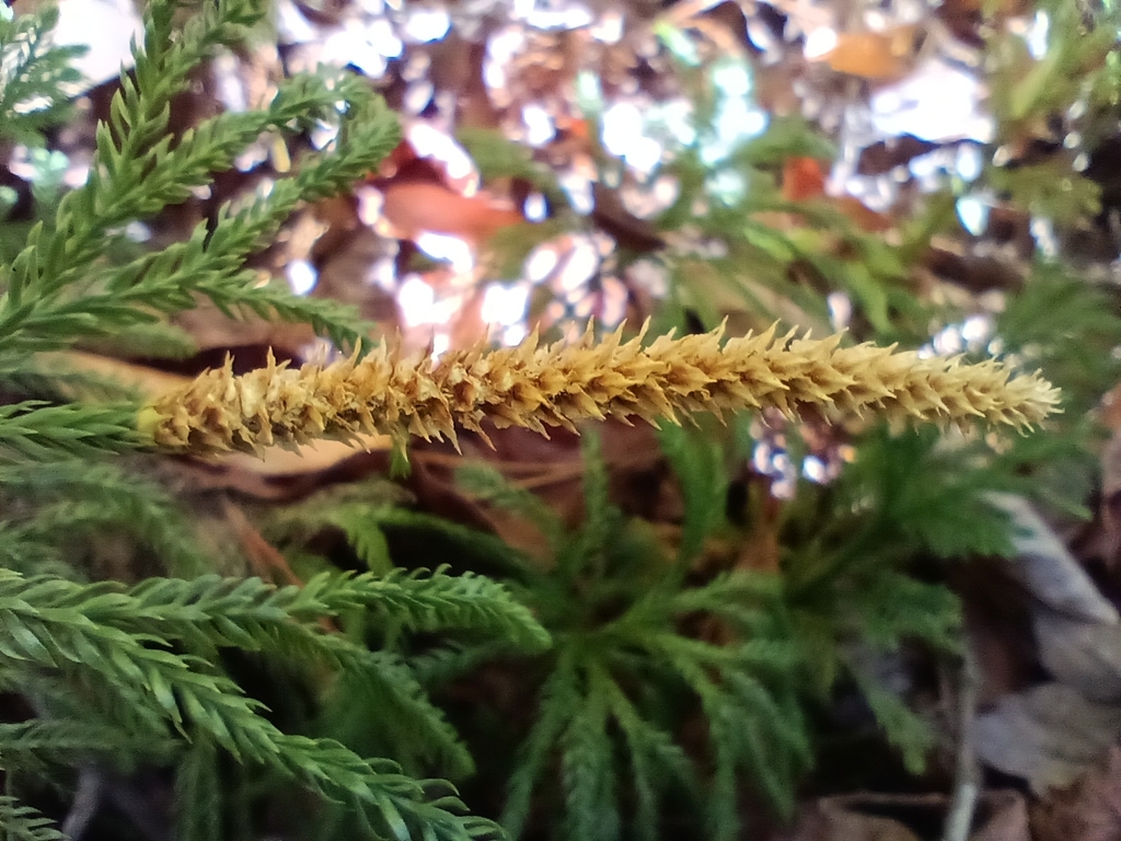 Lycopodium obscurum (Common Ground Pine, Flat-branched Ground-pine ...