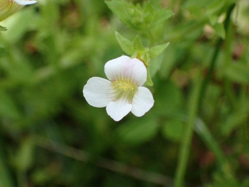 Gratiola viscidula (Hedge Hyssop, Short's hedgehyssop, Viscid ...