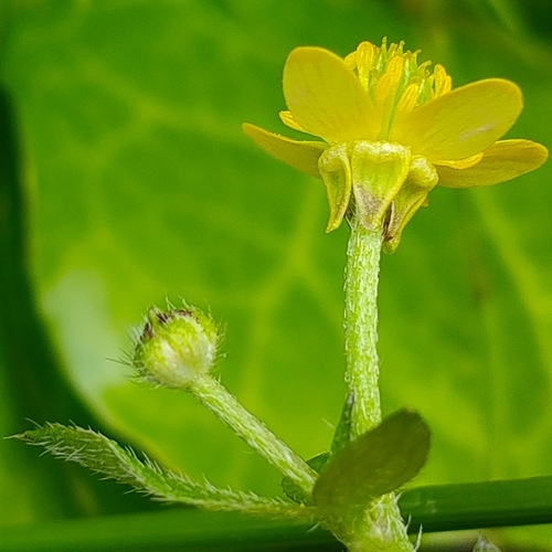 Ranunculus (Butter Cress, Buttercup, Crowfoot, Figwort, Persian ...